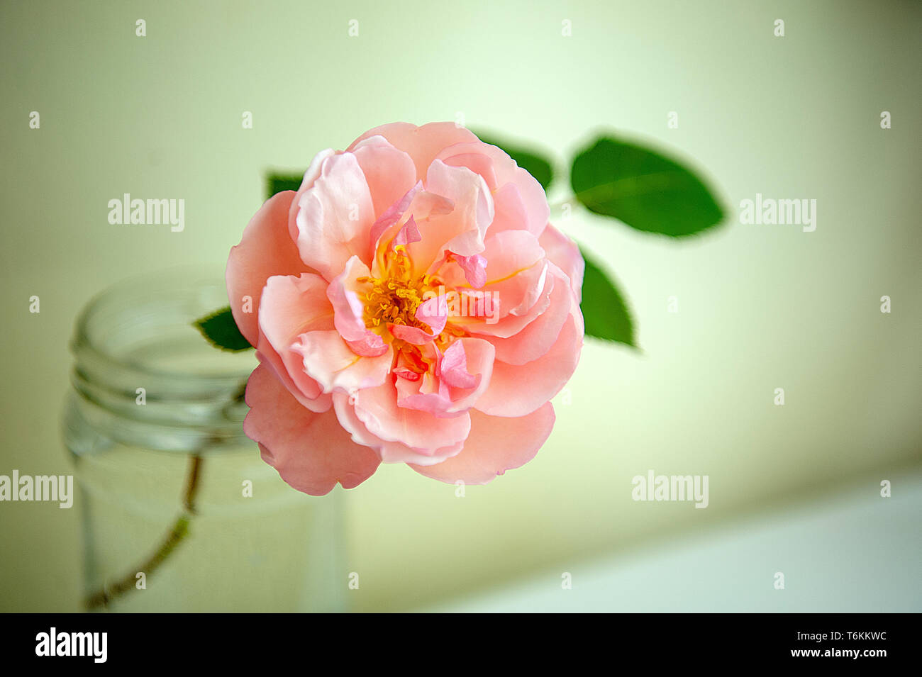 Pink rose in the jar filled with water Stock Photo - Alamy