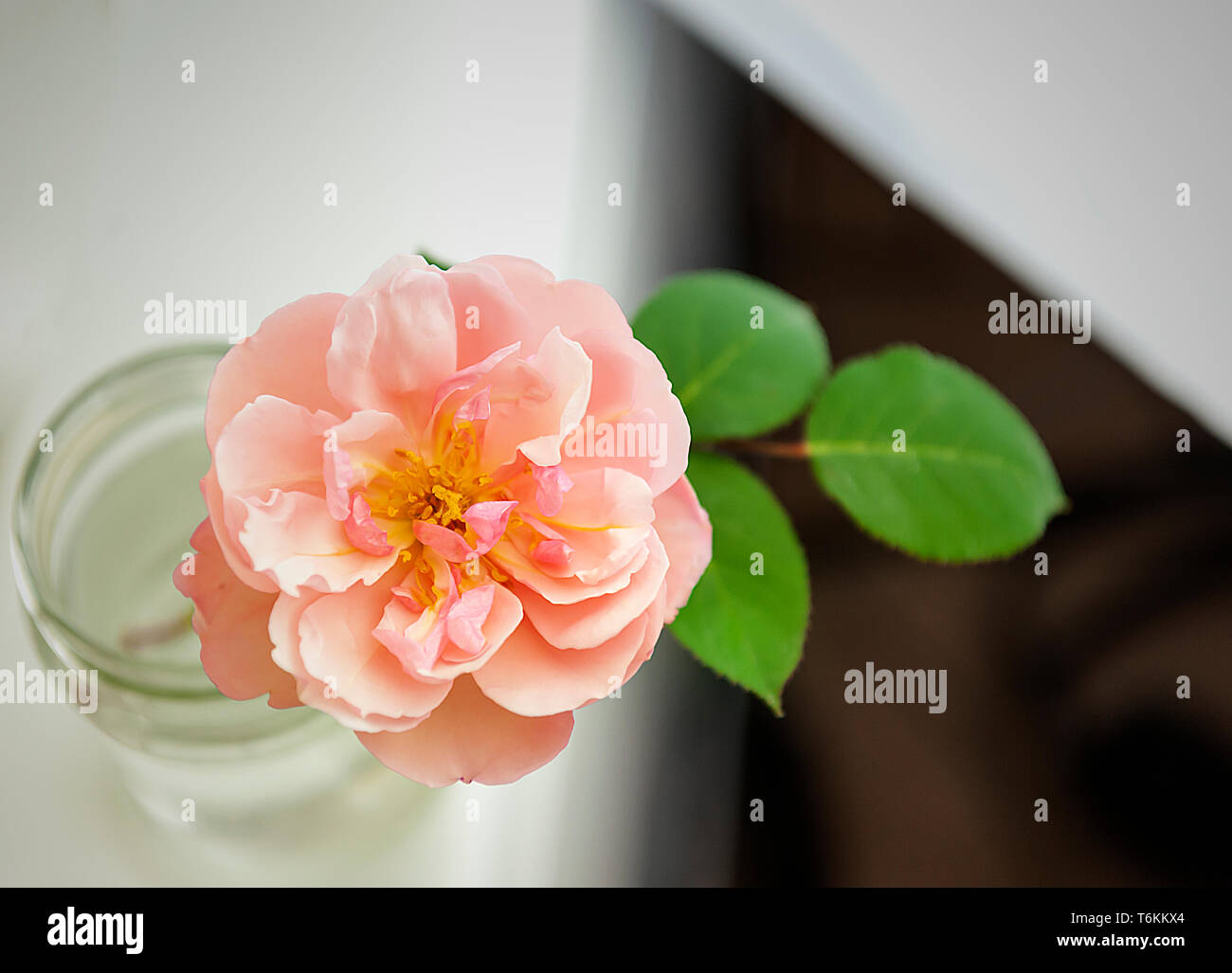 Pink rose in the jar filled with water Stock Photo - Alamy