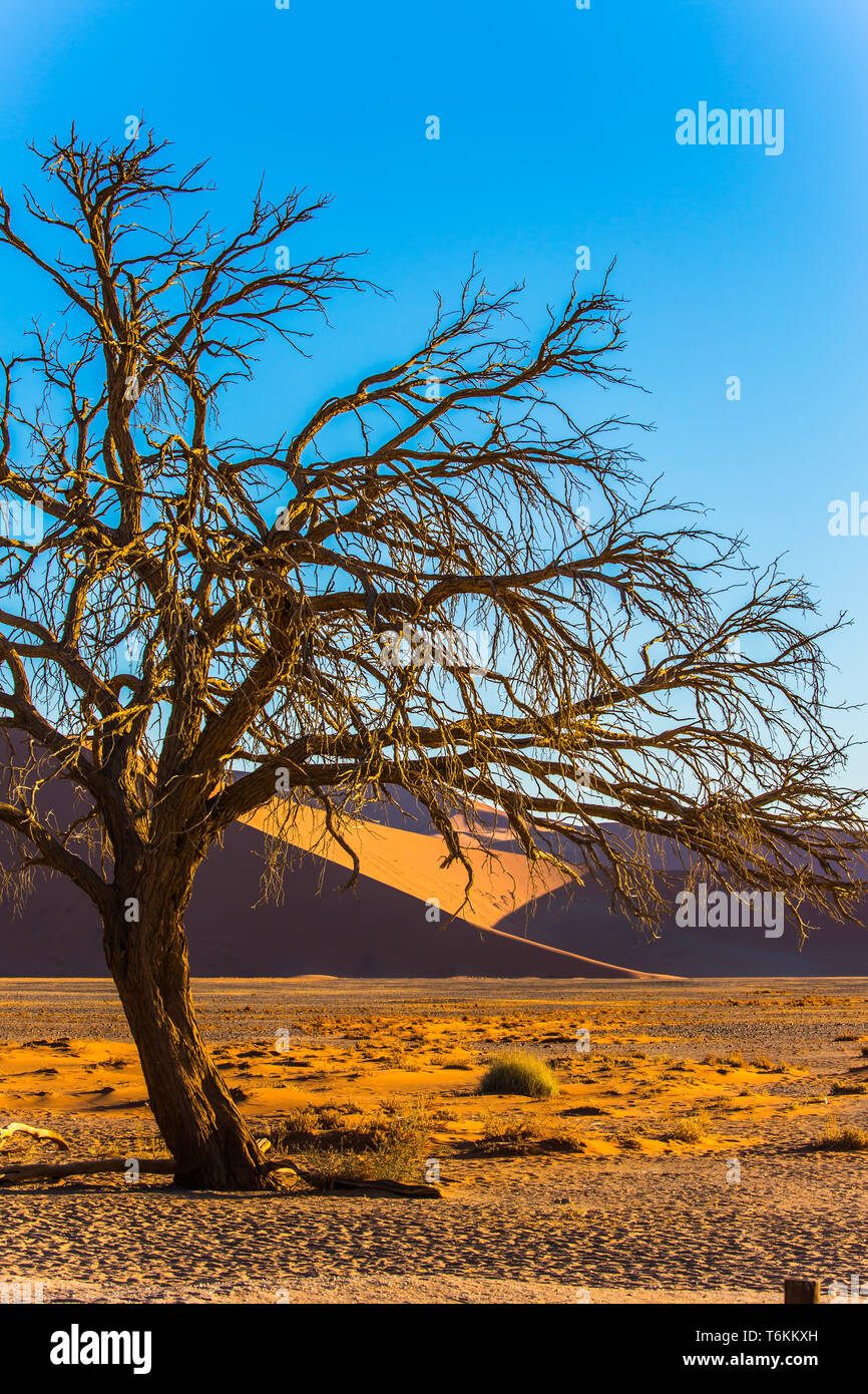 Little tree hi-res stock photography and images - Alamy
