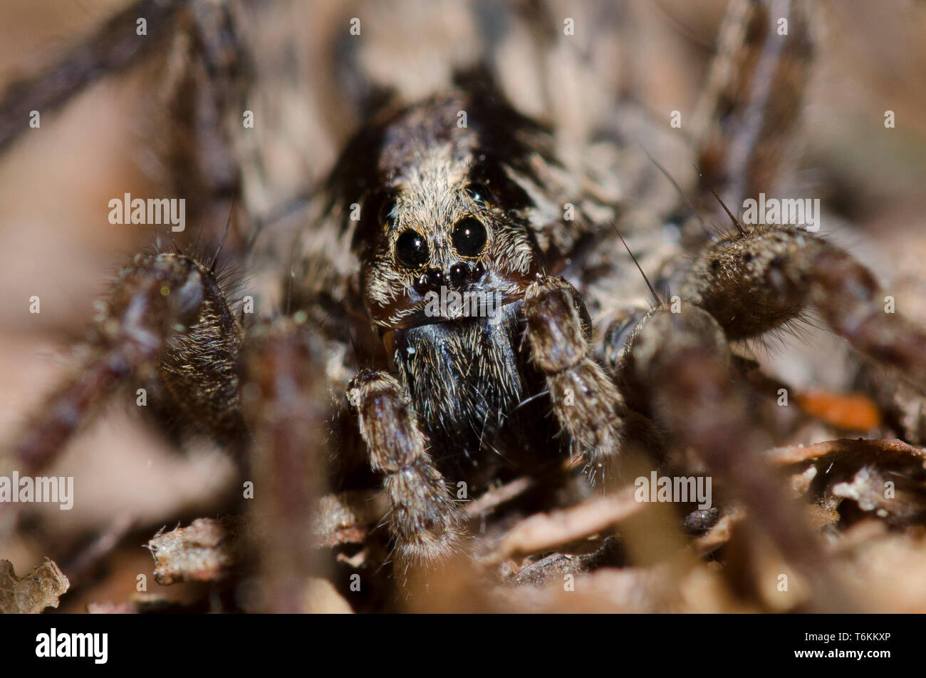 Wolf Spider, Gladicosa gulosa Stock Photo - Alamy