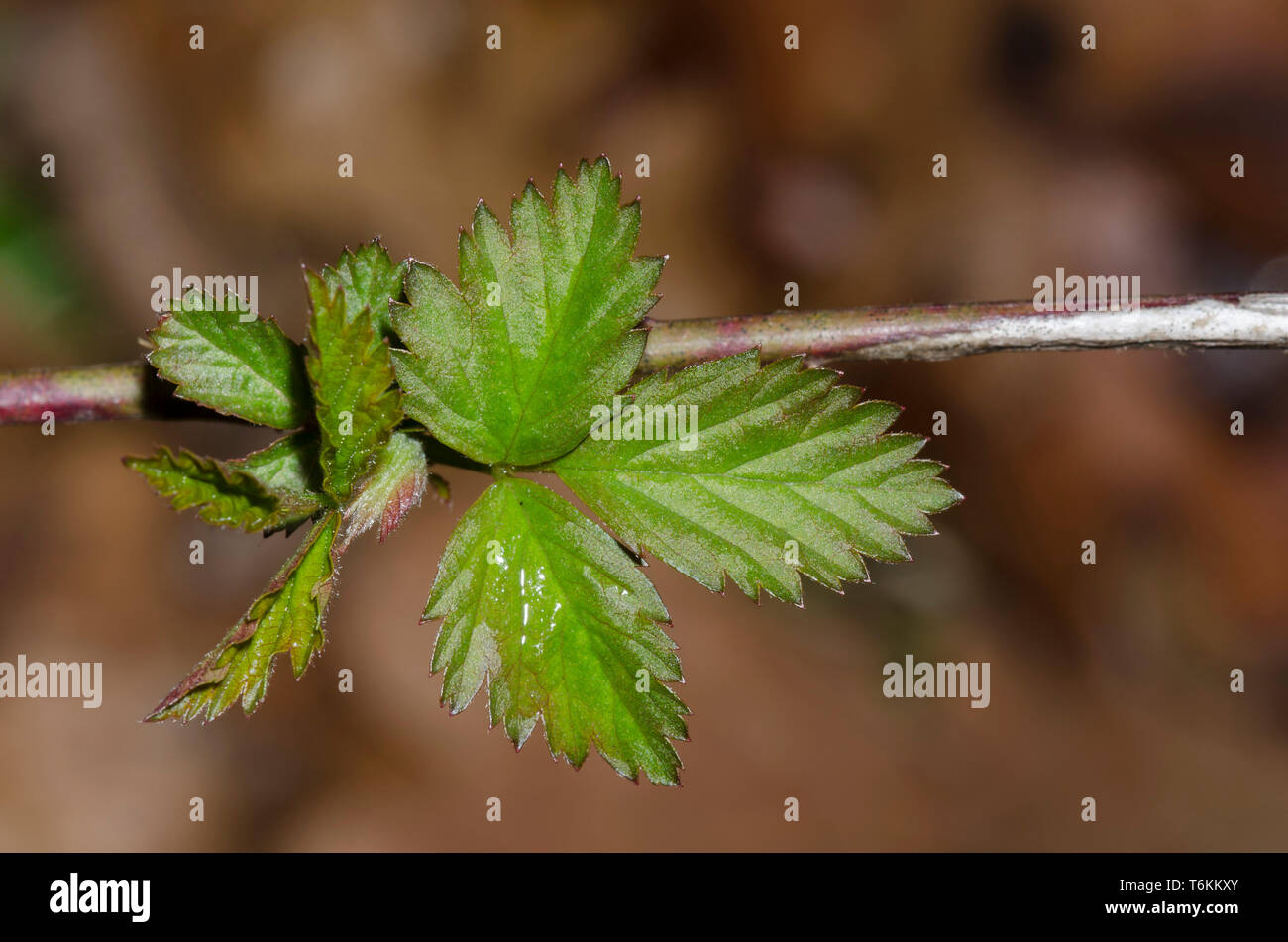 Opening leaves hi-res stock photography and images - Alamy