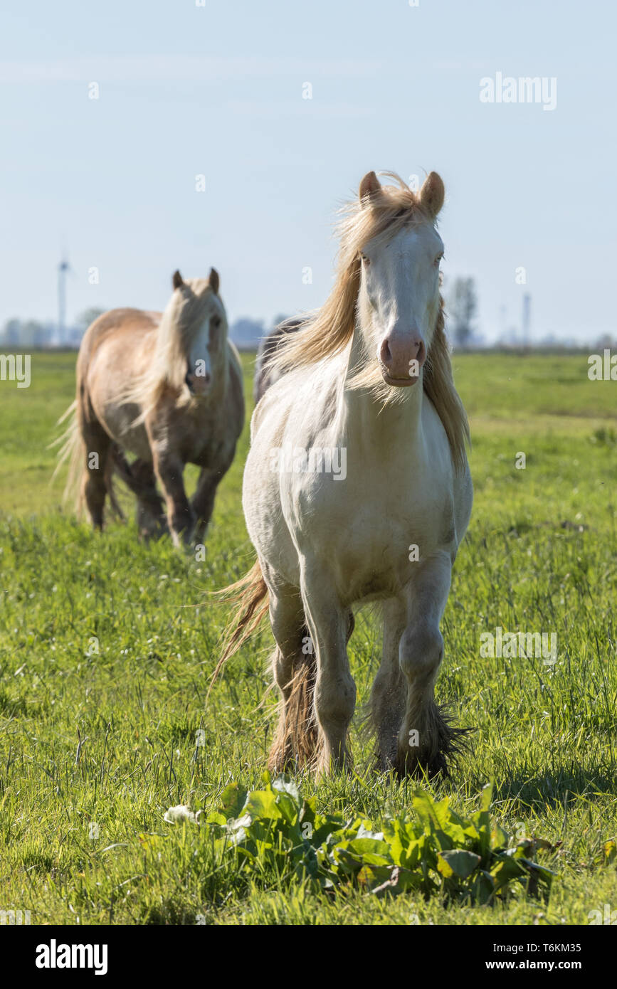 Cremello hi-res stock photography and images - Alamy