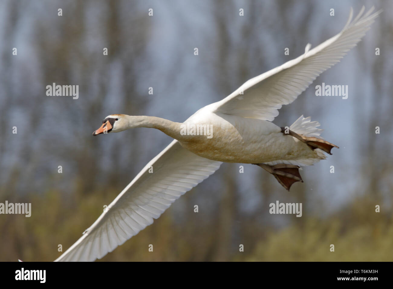 Flying swan hi-res stock photography and images - Alamy