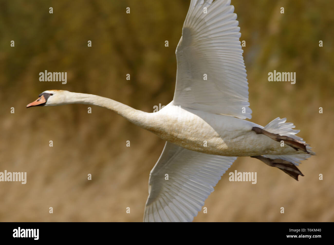 Flying swan hi-res stock photography and images - Alamy