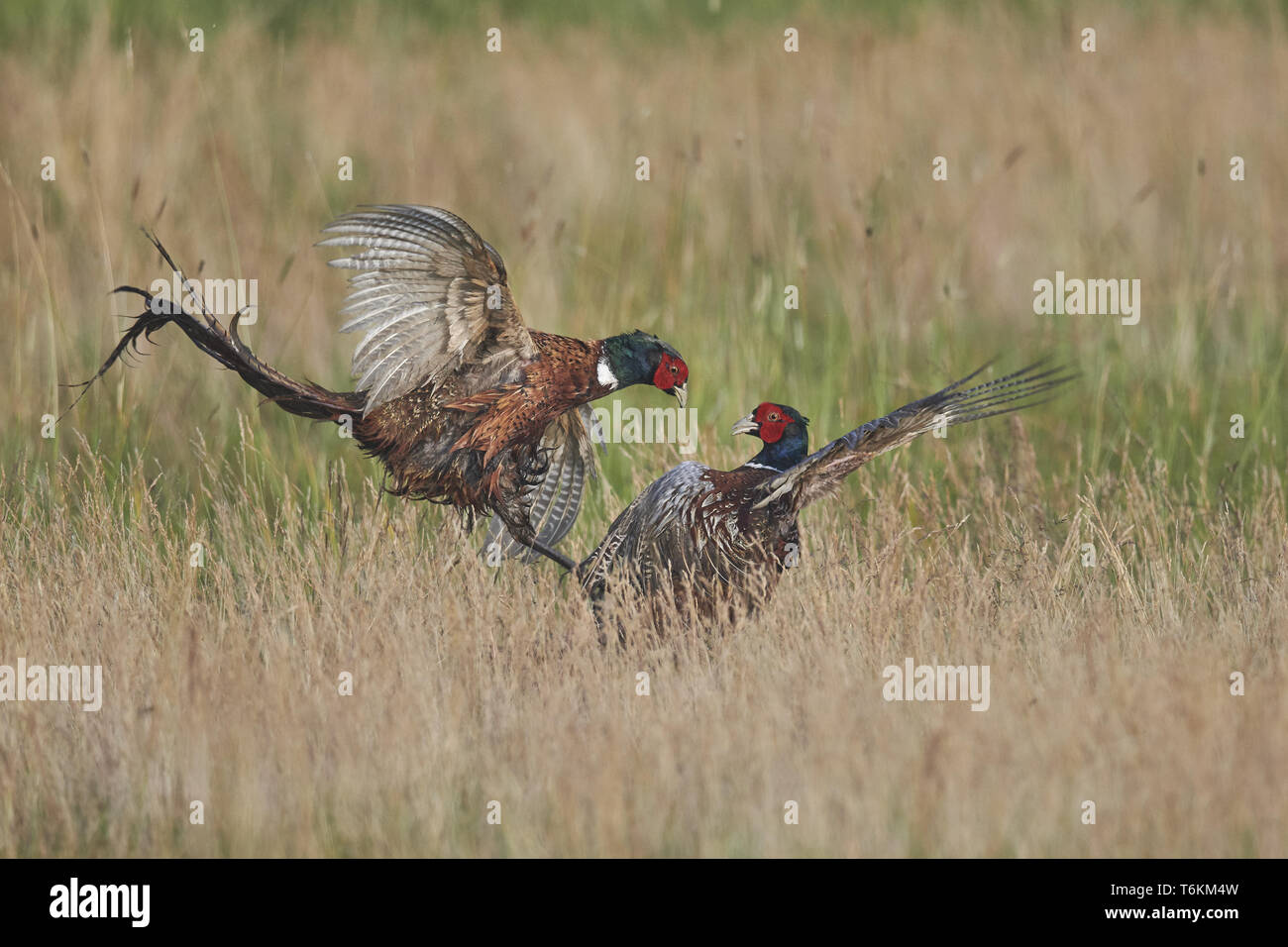 Common pheasant fight hi-res stock photography and images - Alamy