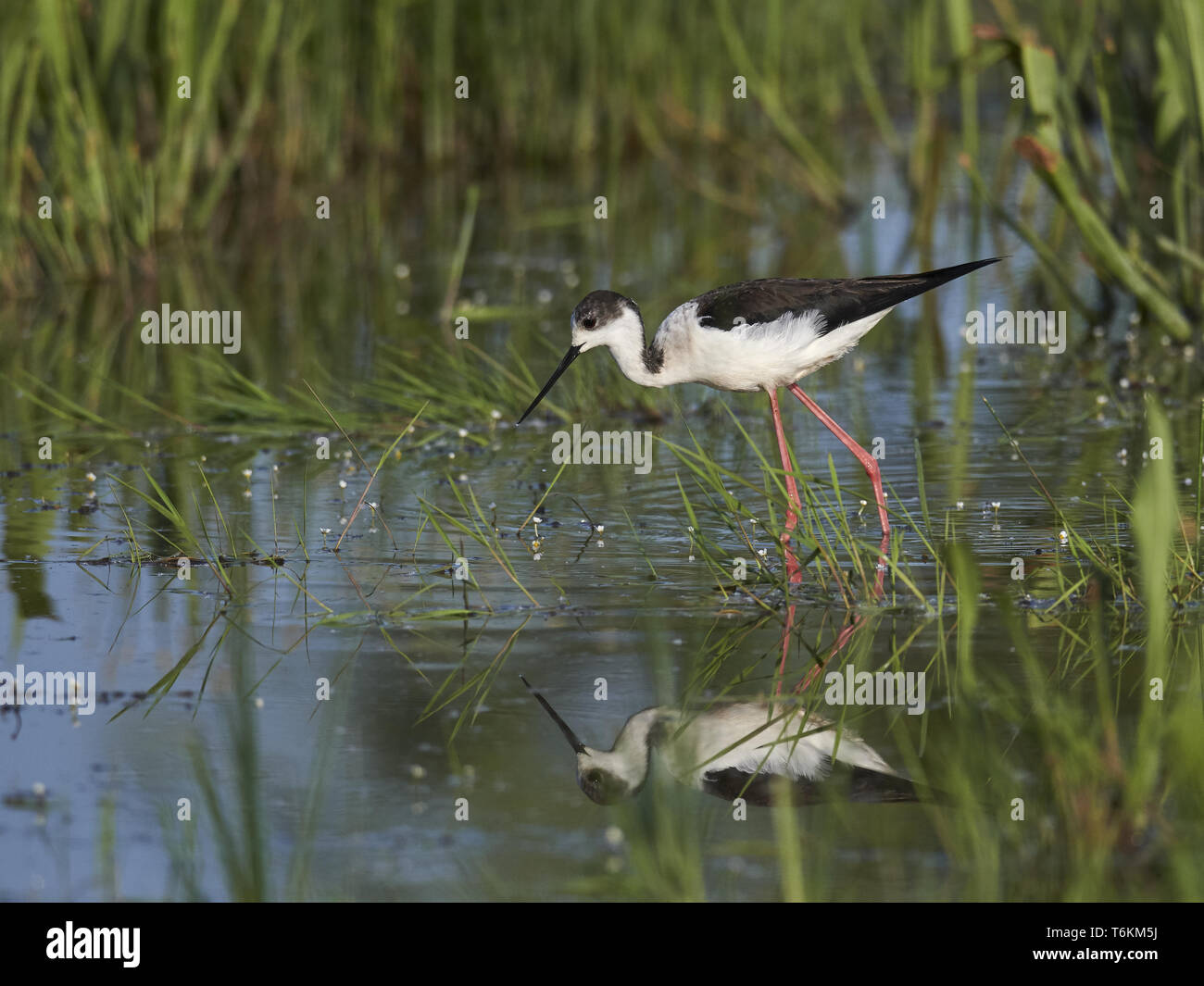 Common Stilt, Himantopus himantopus, North Sea, Europe Stock Photo - Alamy