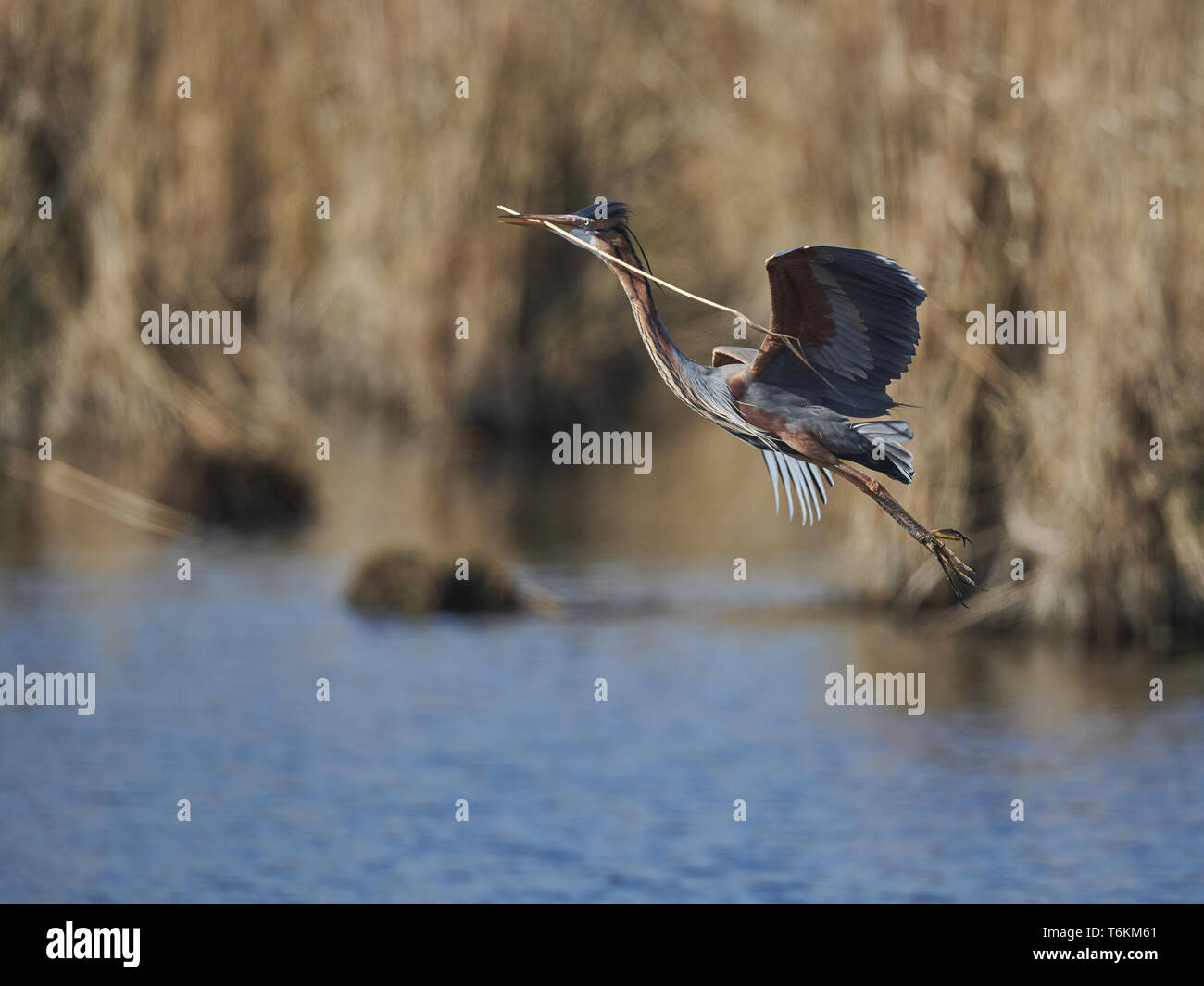 Purple Heron, Ardea purpurea, in hungary, europe Stock Photo - Alamy