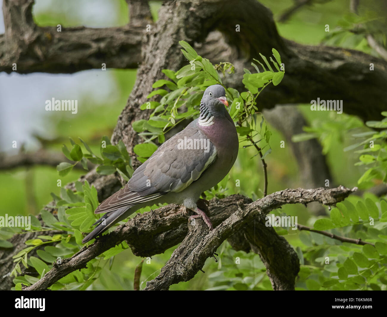 Cushat High Resolution Stock Photography and Images - Alamy