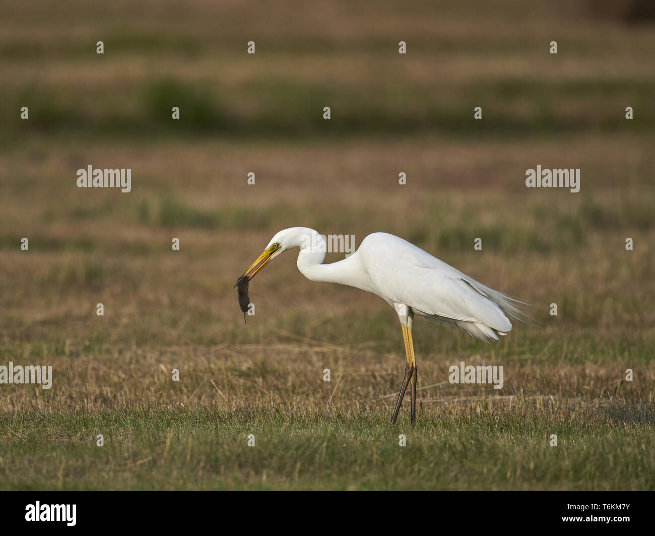 Great egret, Adrea Alba Stock Photo - Alamy