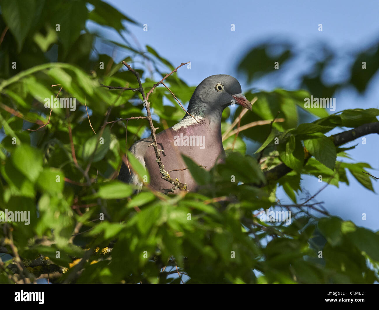 Cushat High Resolution Stock Photography and Images - Alamy