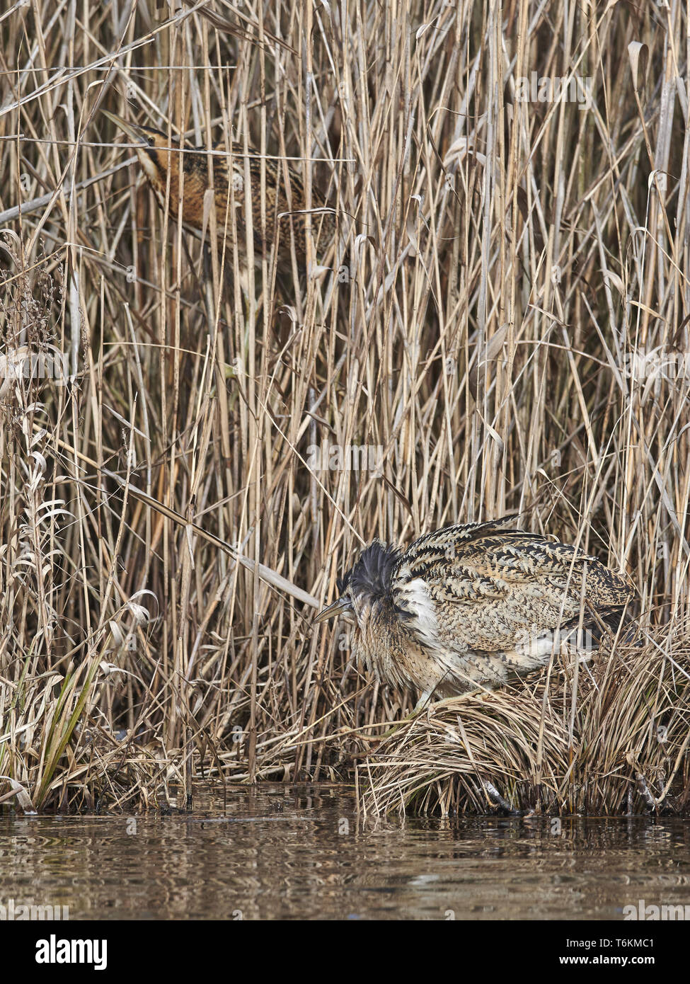 Common bittern, Botaurus stellaris Stock Photo - Alamy