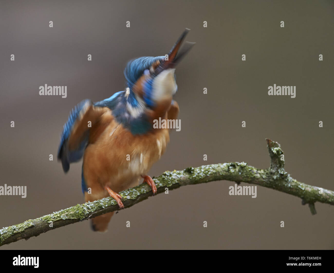 Common kingfisher, Alcedo atthis Stock Photo - Alamy