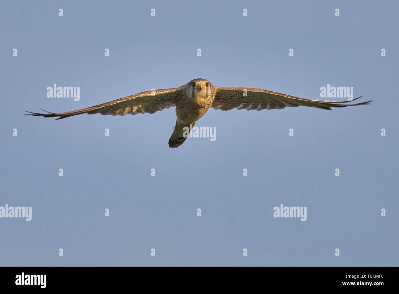 E falconinae hi-res stock photography and images - Alamy