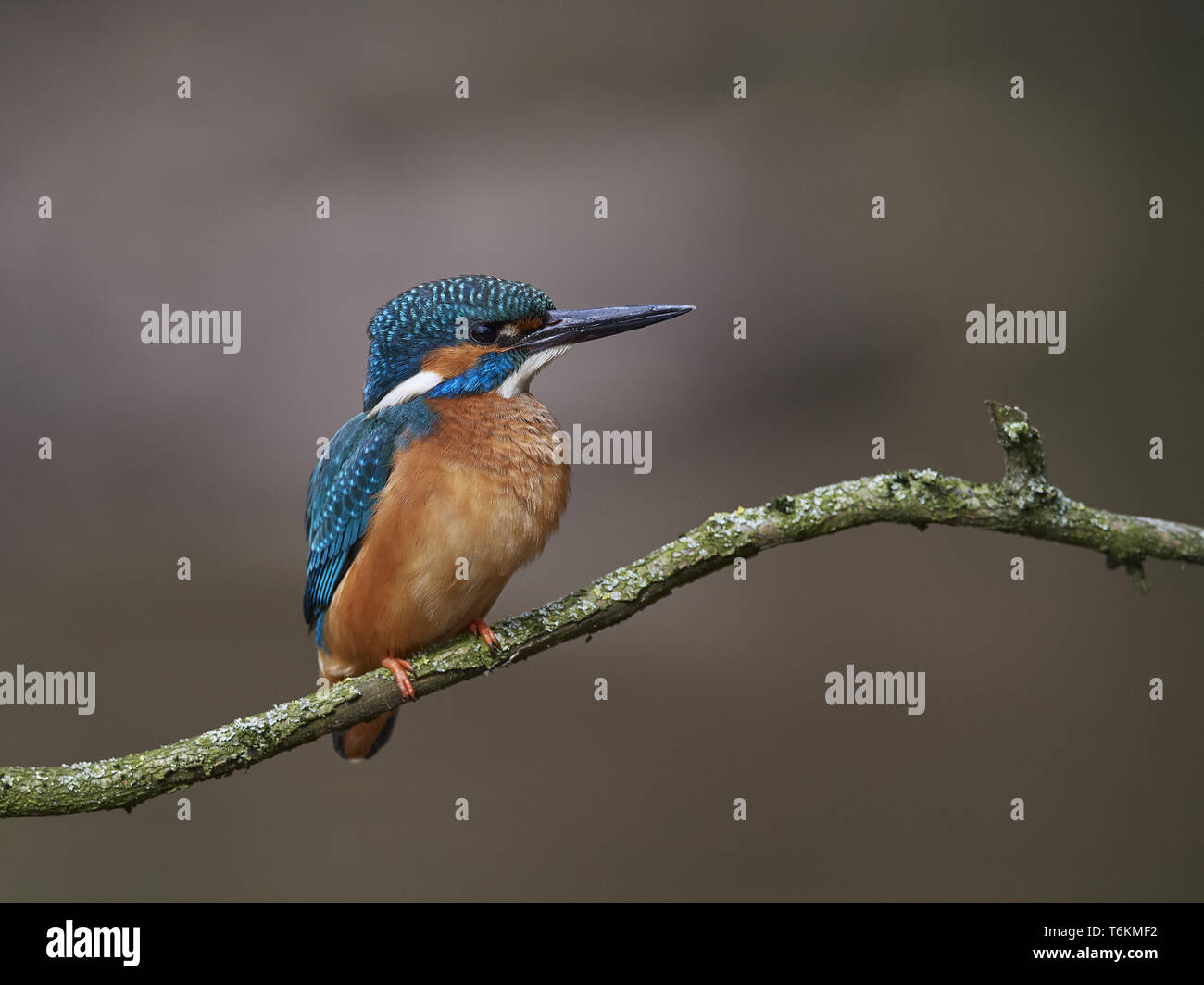 Common kingfisher, Alcedo atthis Stock Photo - Alamy