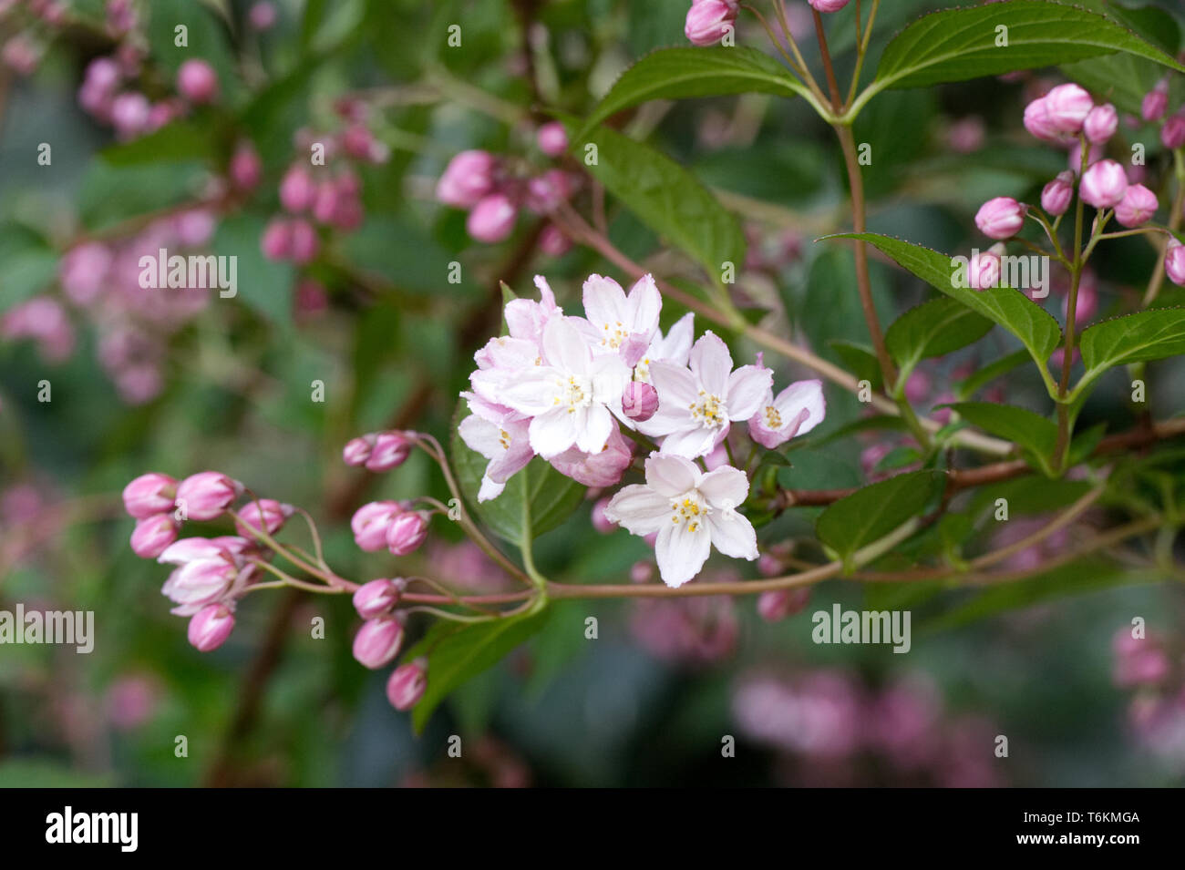 Deutzia flower hi-res stock photography and images - Alamy