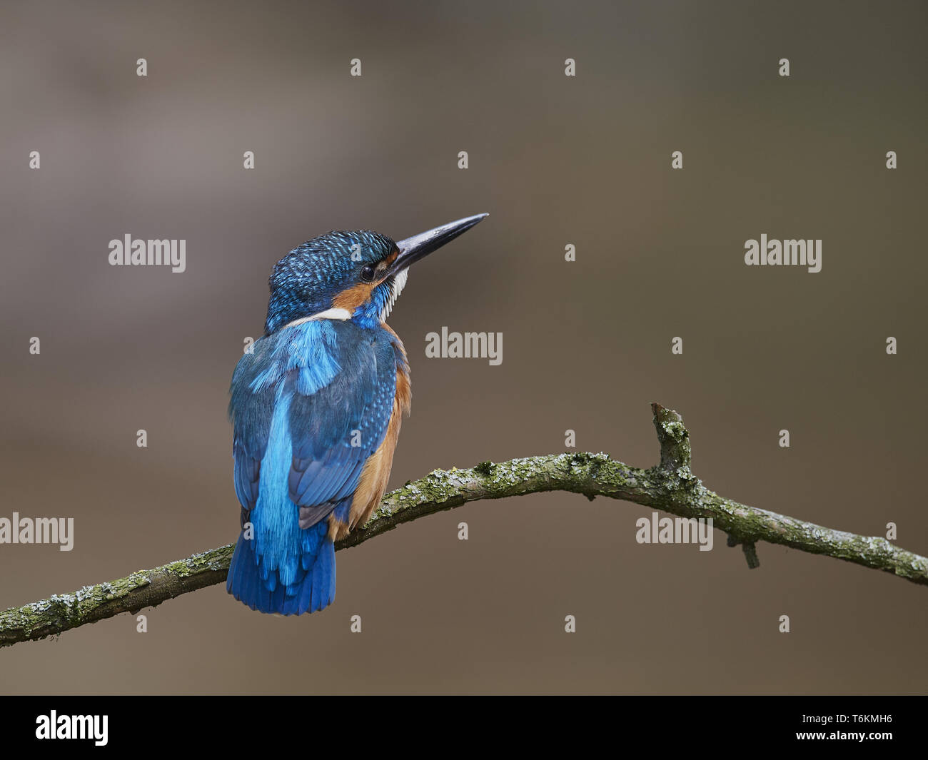 Common kingfisher, Alcedo atthis Stock Photo - Alamy