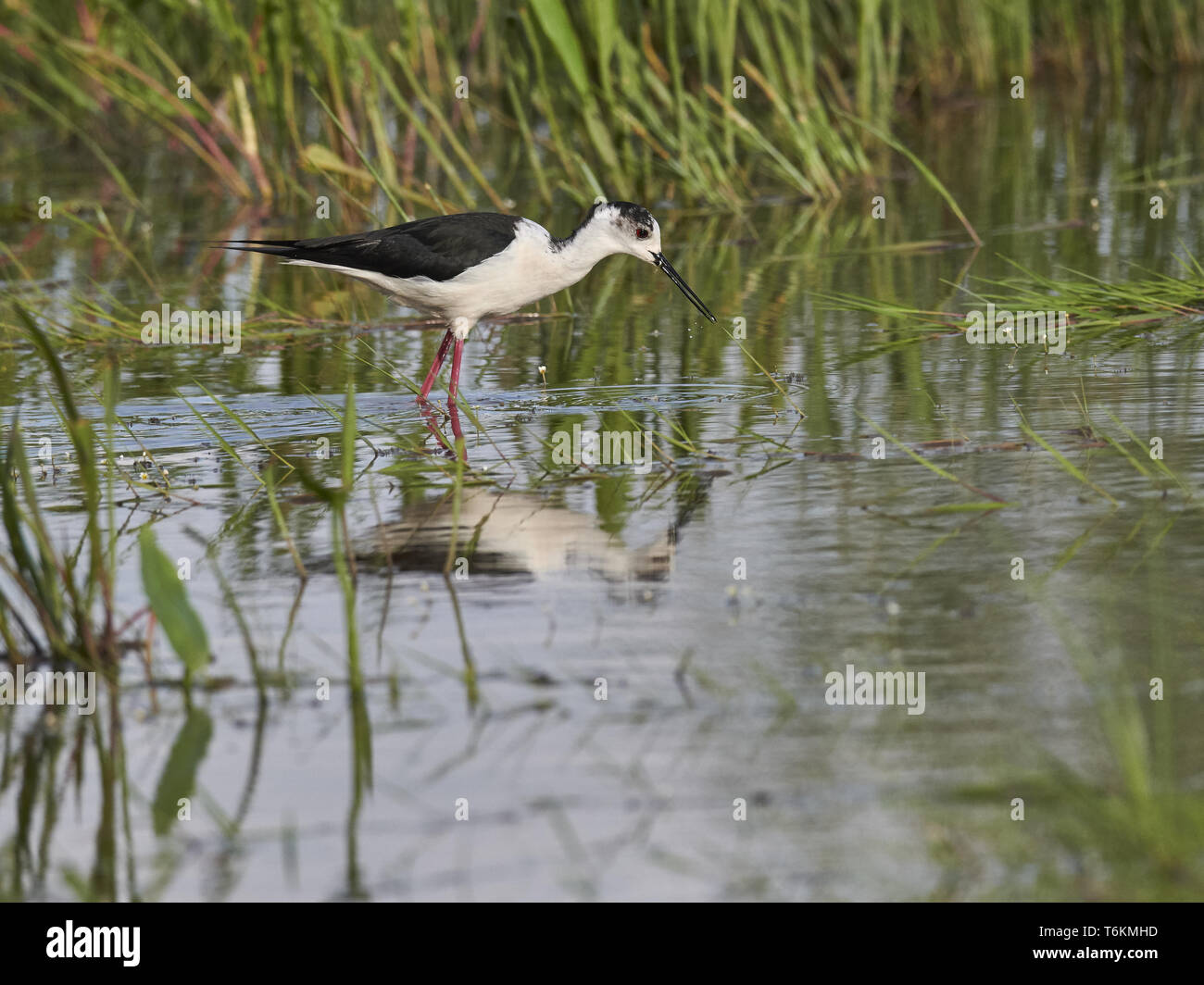 Common Stilt, Himantopus himantopus, North Sea, Europe Stock Photo - Alamy