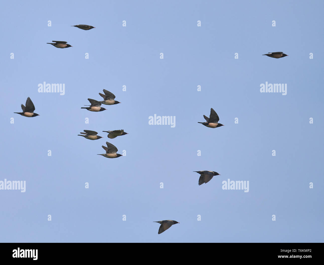 Rosy starling, Pastor roseus Stock Photo - Alamy