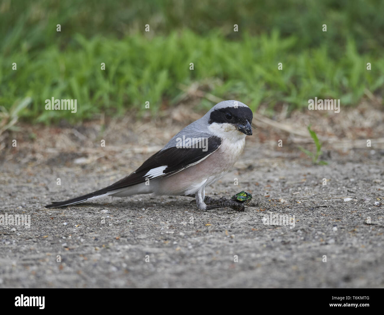lesser grey shrike, Lanius minor, schwarzstirnwuerger Stock Photo - Alamy