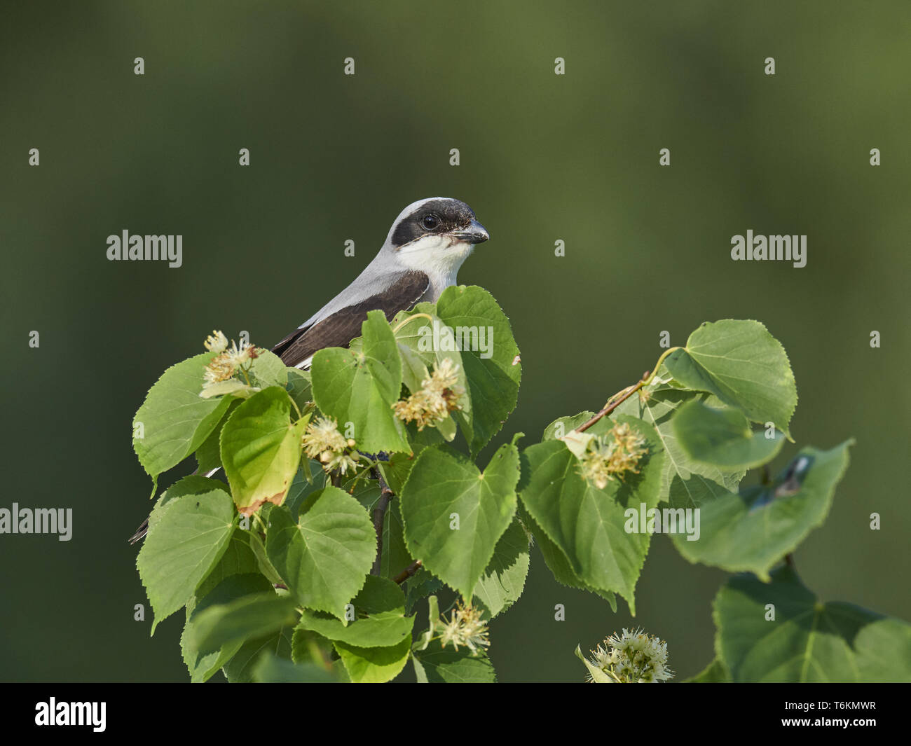 lesser grey shrike, Lanius minor, schwarzstirnwuerger Stock Photo - Alamy