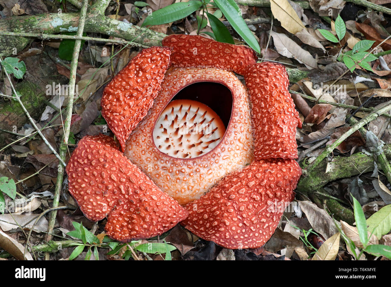Rafflesia arnoldii, hi-res stock photography and images - Alamy