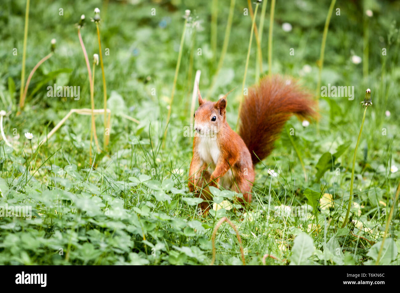 Frightened squirrel hi-res stock photography and images - Alamy