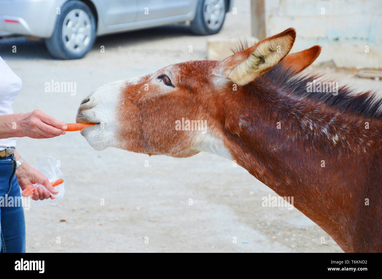 Donkey carrot hi-res stock photography and images - Alamy