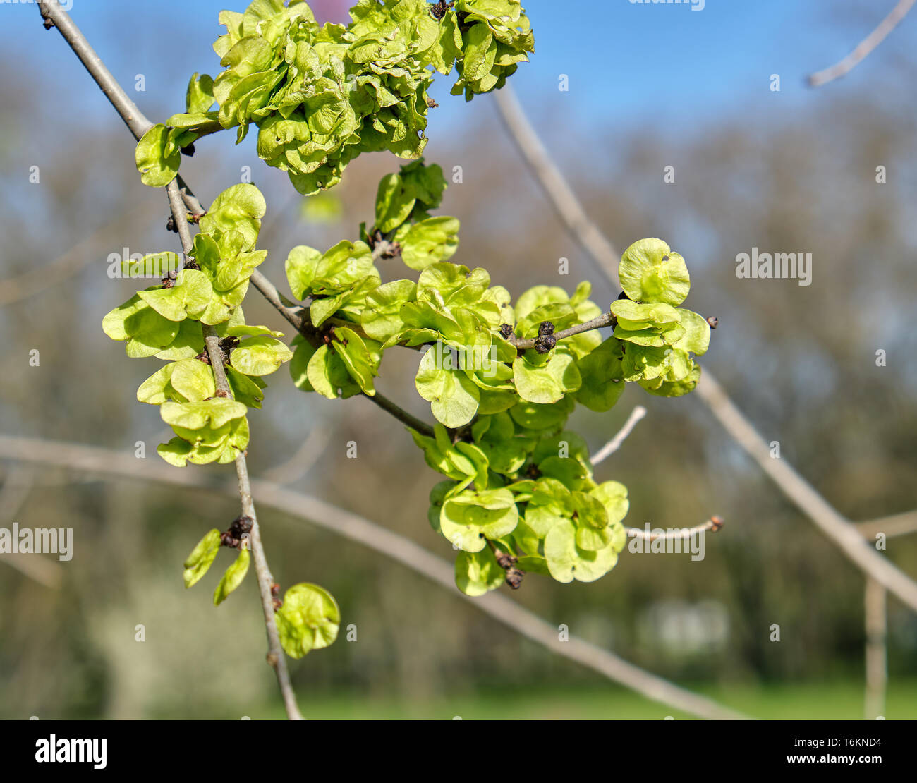 Seeds riping on branch of European white elm, close up Stock Photo - Alamy