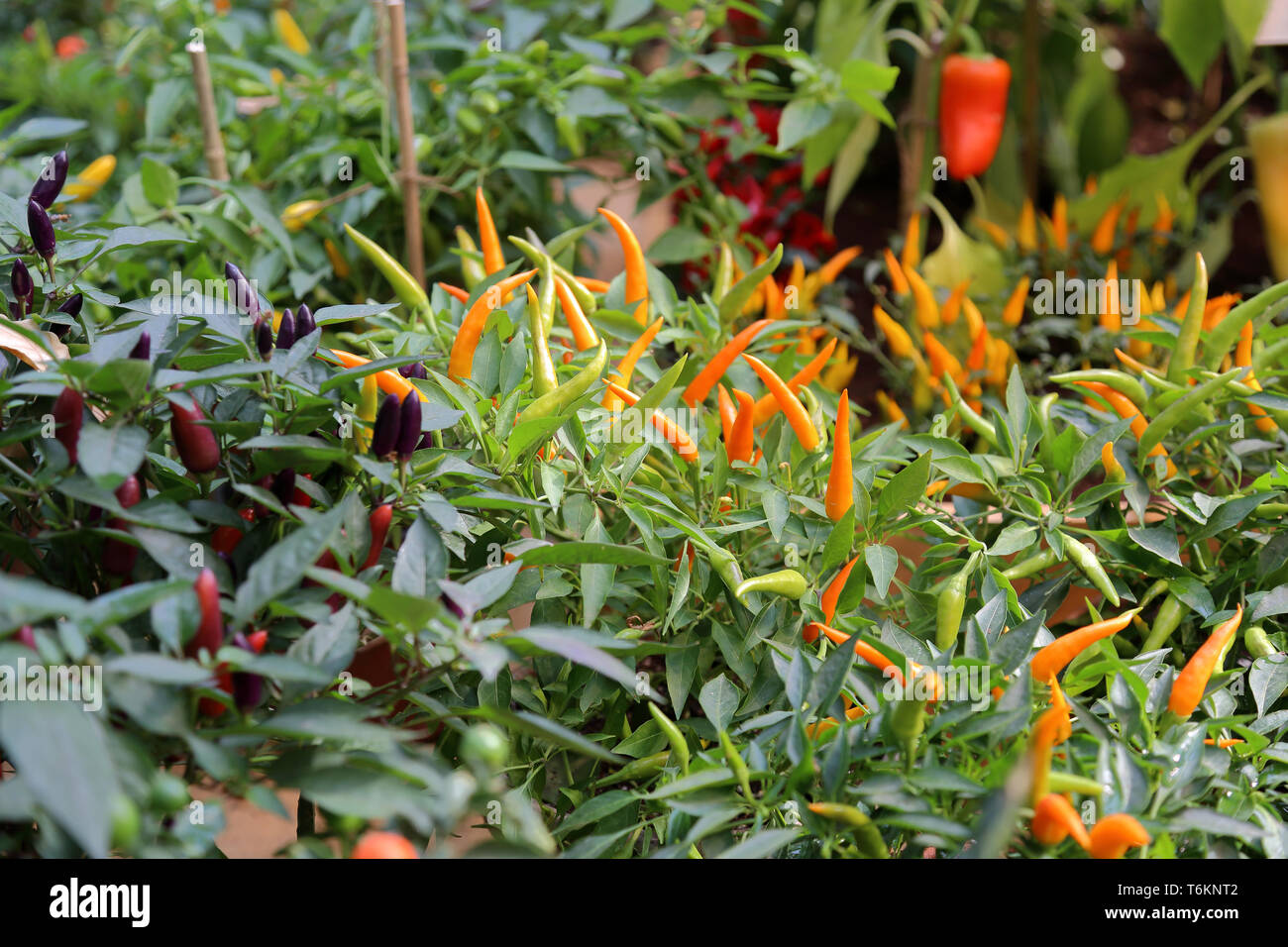 Fresh natural pepper grows on a bush in the garden Stock Photo - Alamy
