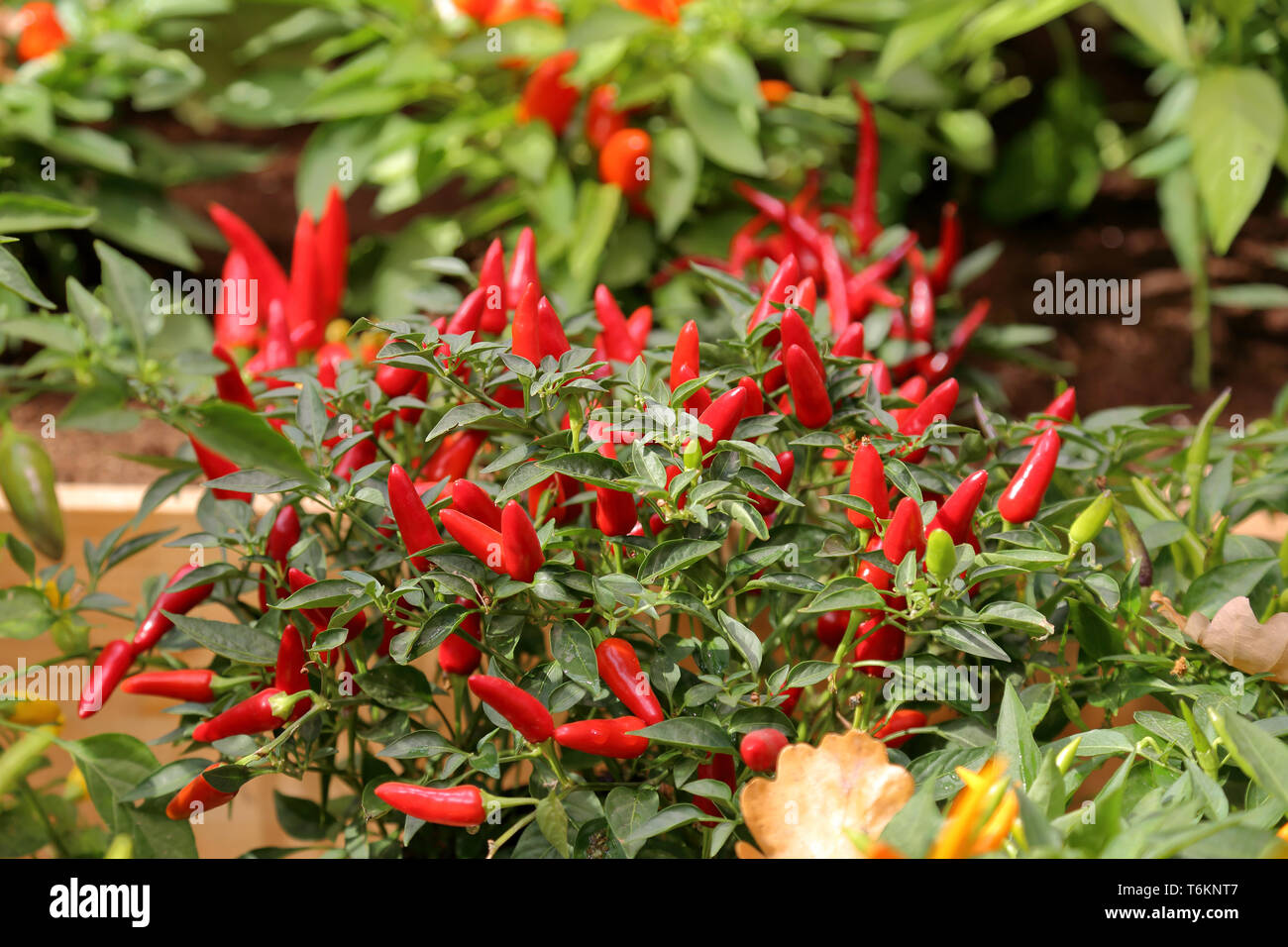 Pepper grows hi-res stock photography and images - Alamy