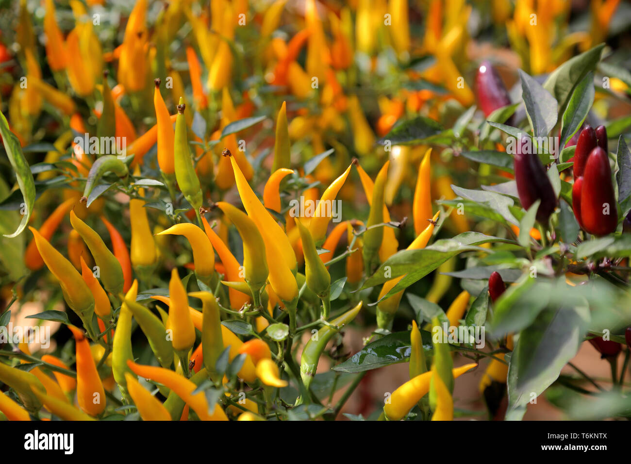Fresh natural pepper grows on a bush in the garden Stock Photo - Alamy