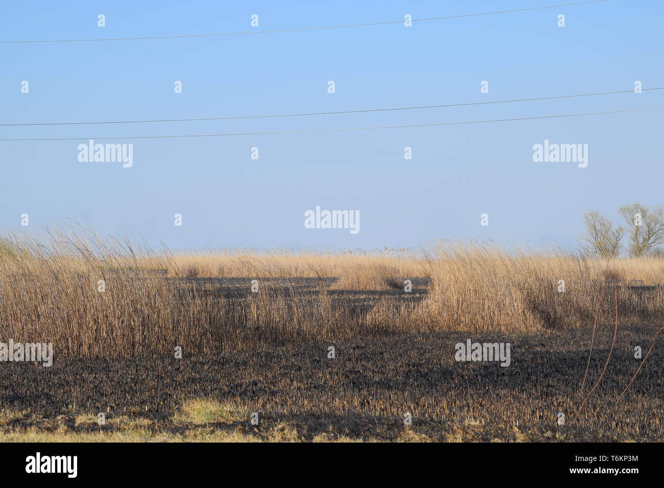 Burned grass along the route, Burning of the steppes the ashes of burnt ...