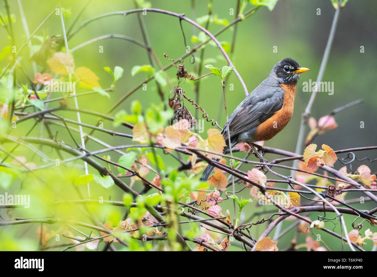 American robin in spring Stock Photo - Alamy
