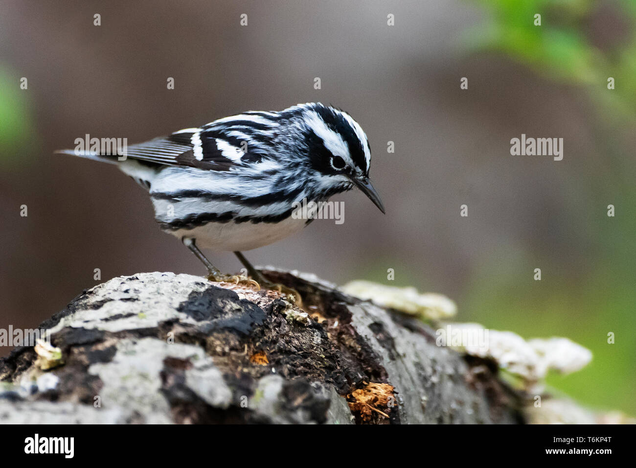 Black and white warbler during spring migration Stock Photo - Alamy