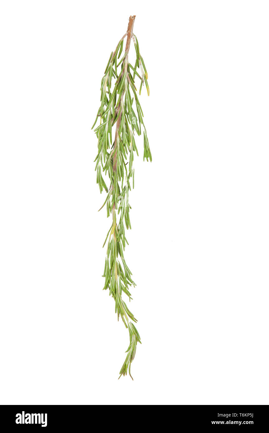 Rosemary vector hi-res stock photography and images - Alamy