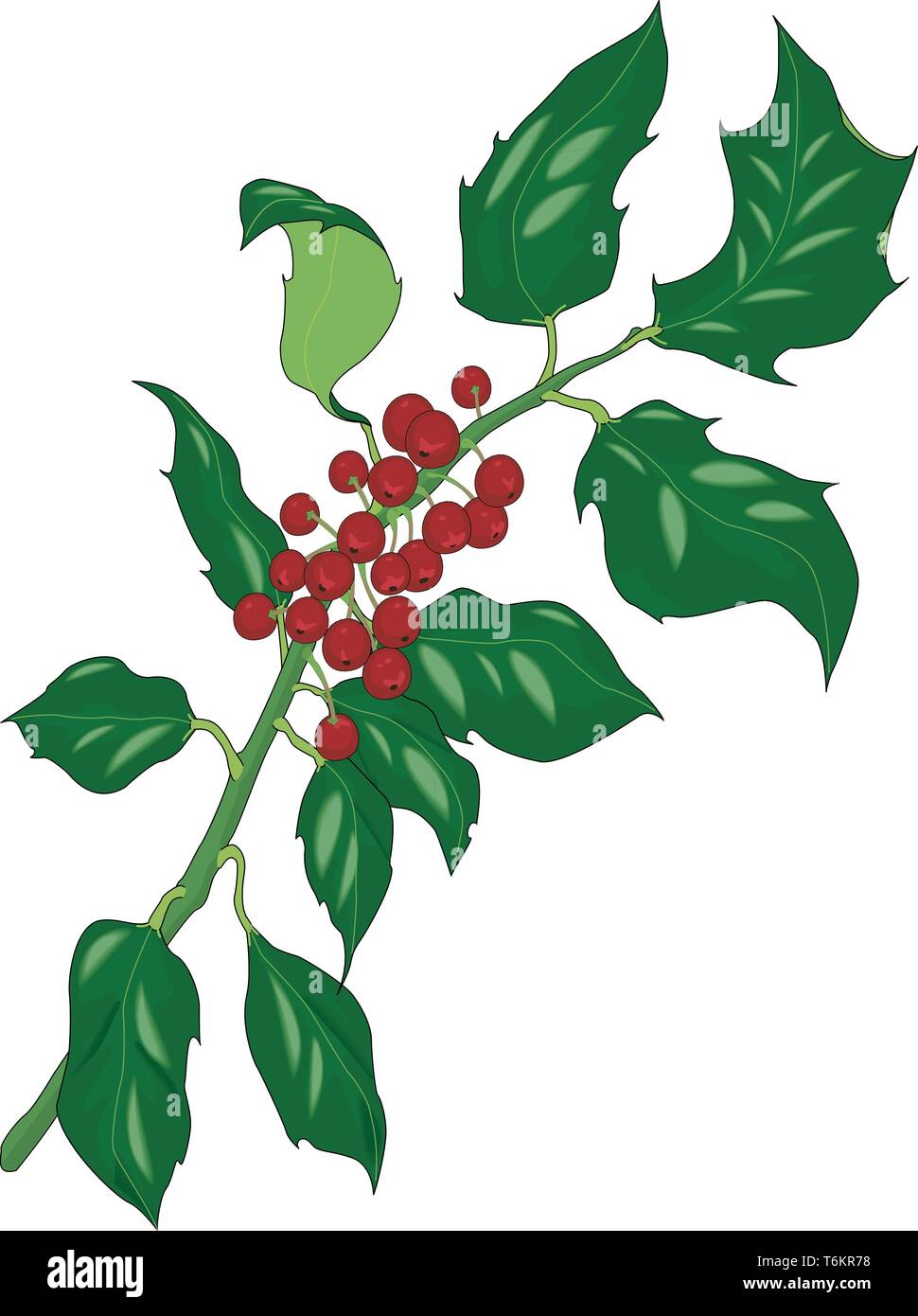 Holly Vector Illustration Stock Vector Image & Art - Alamy