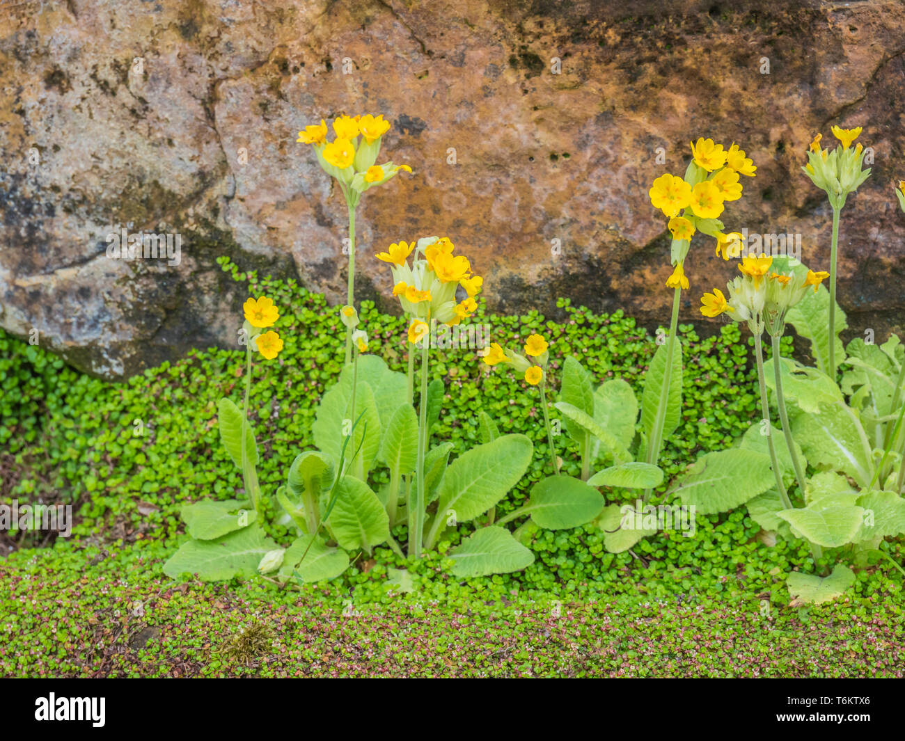 Colourful displays at Hever Castle at the Italian gardens in Kent near ...