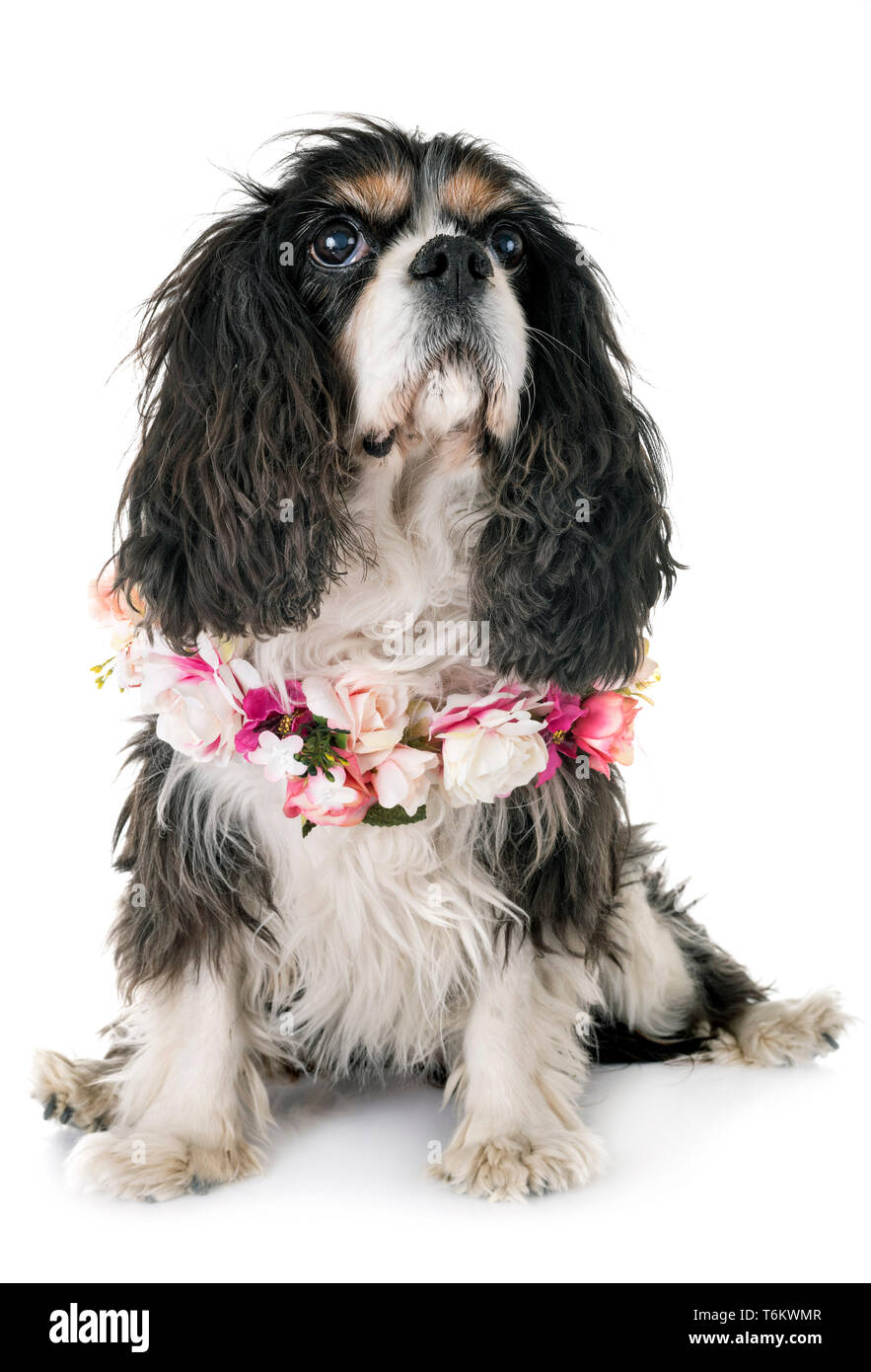 cavalier king charles in front of white background Stock Photo - Alamy