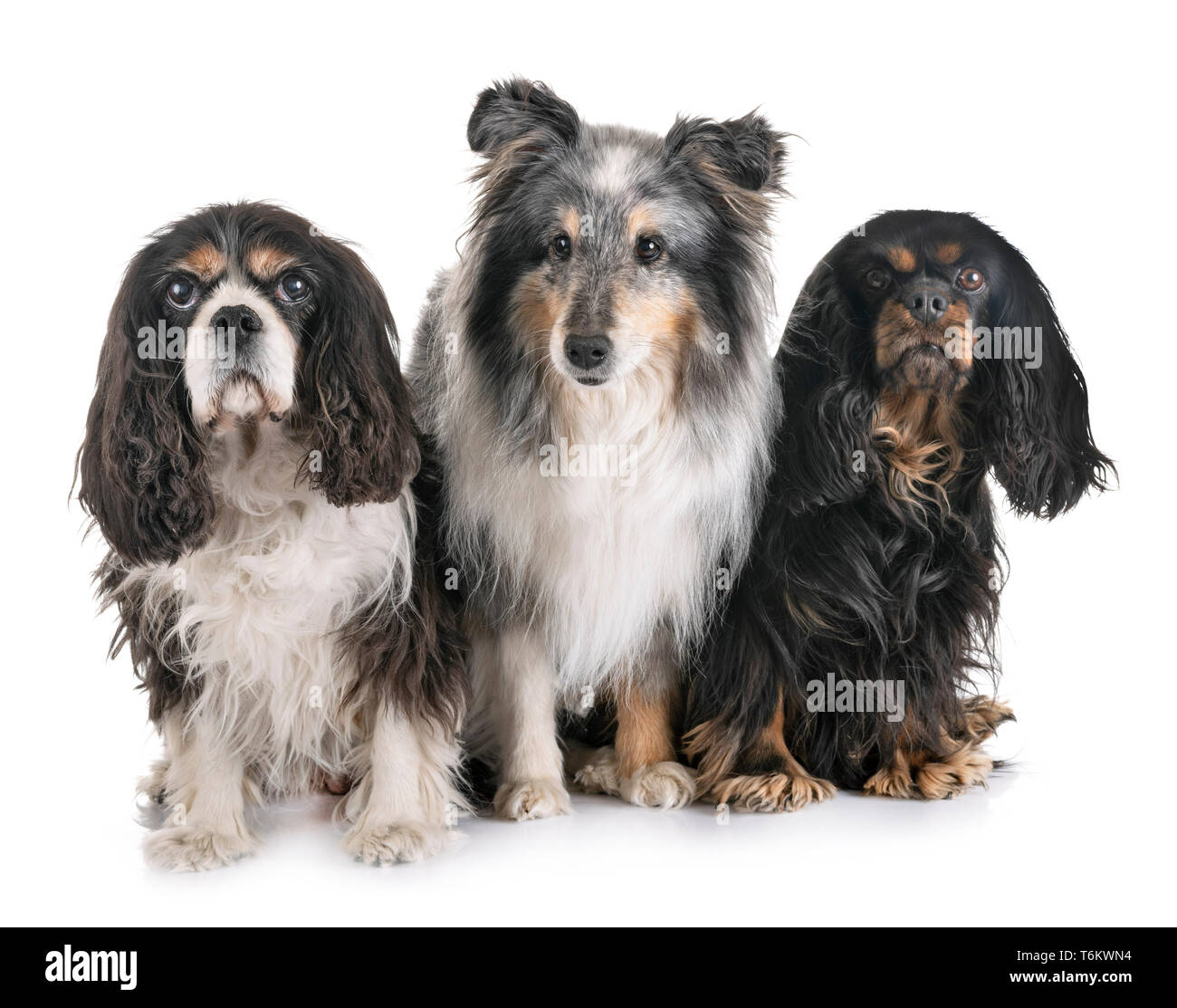 three little dogs in front of white background Stock Photo - Alamy
