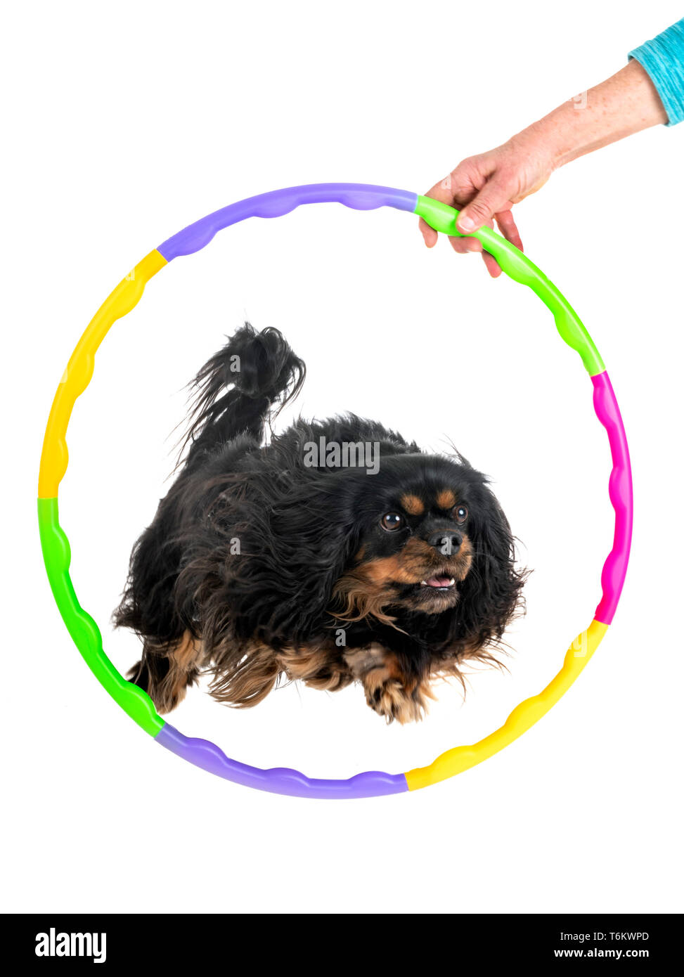 agility and little dog in front of white background Stock Photo - Alamy