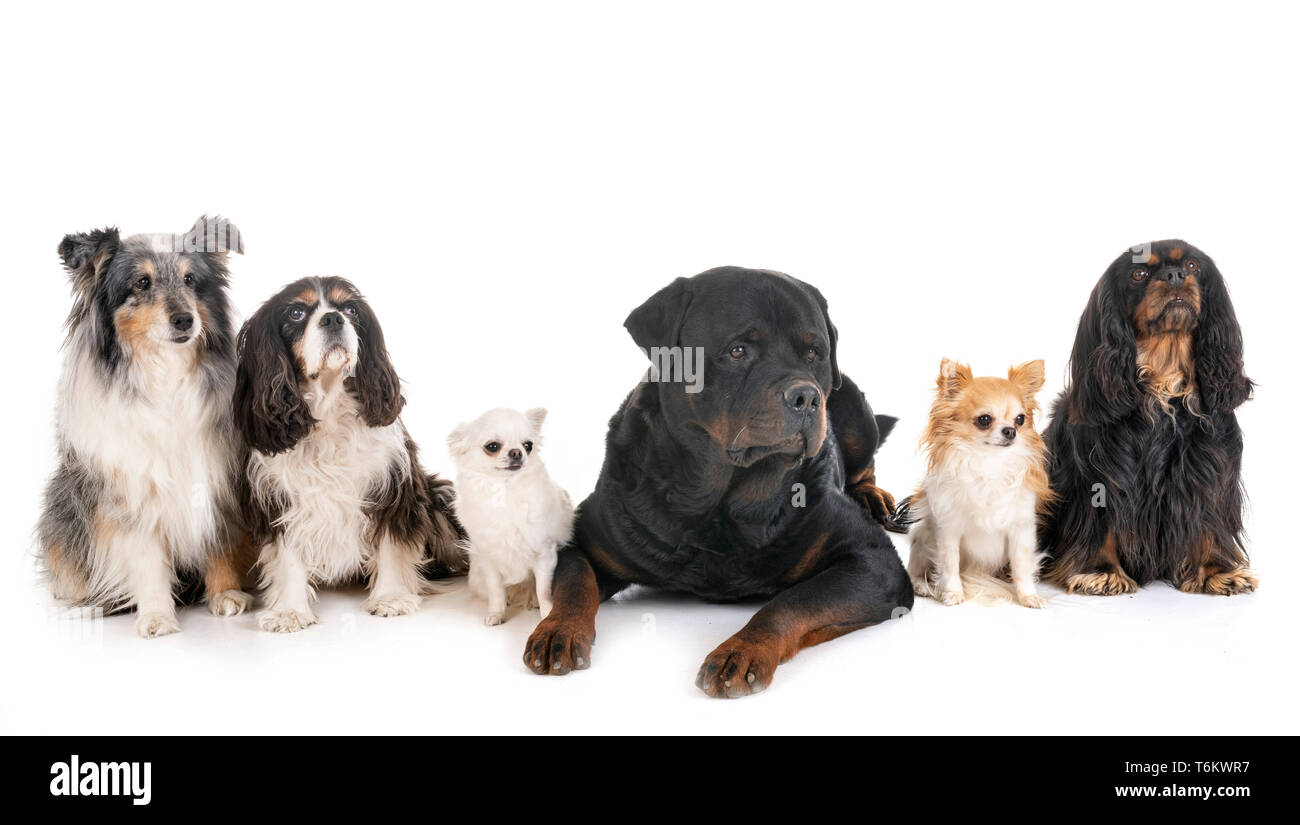 group of dogs in front of white background Stock Photo - Alamy
