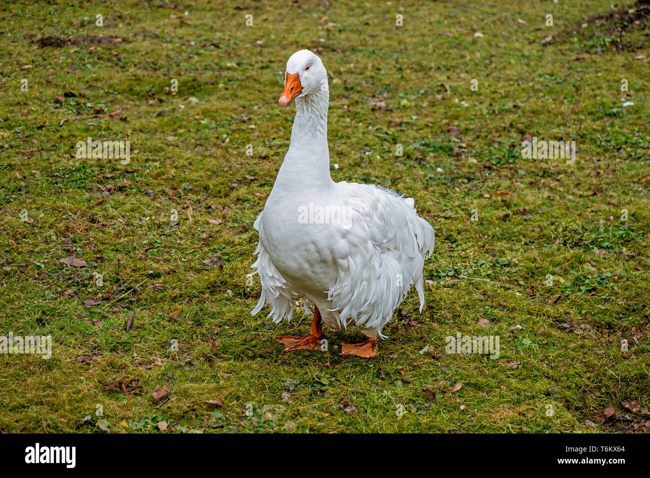 Ungarische fauna hi-res stock photography and images - Alamy
