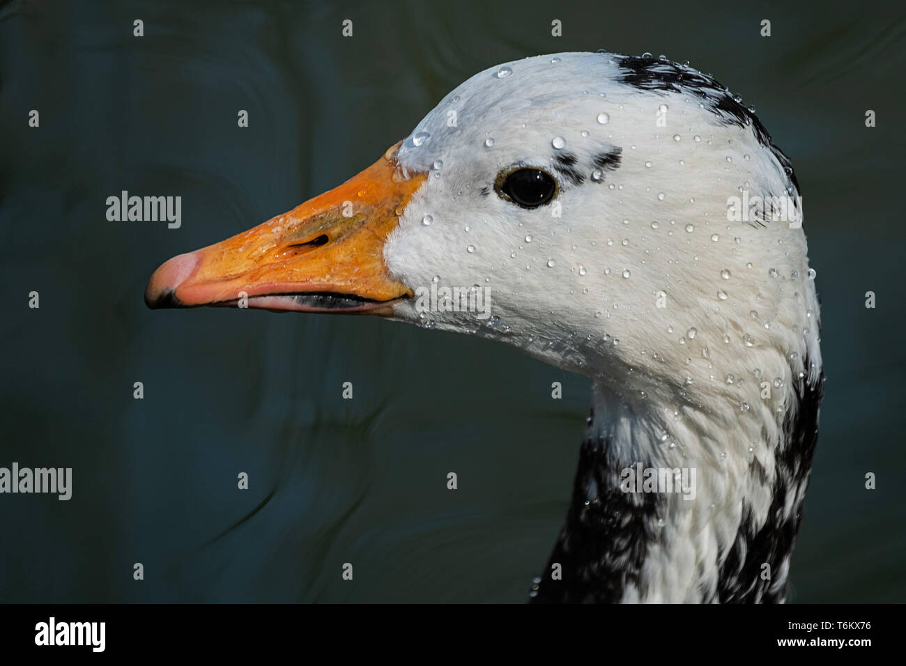 white duck goose with black spots wetted with drops of water Stock ...
