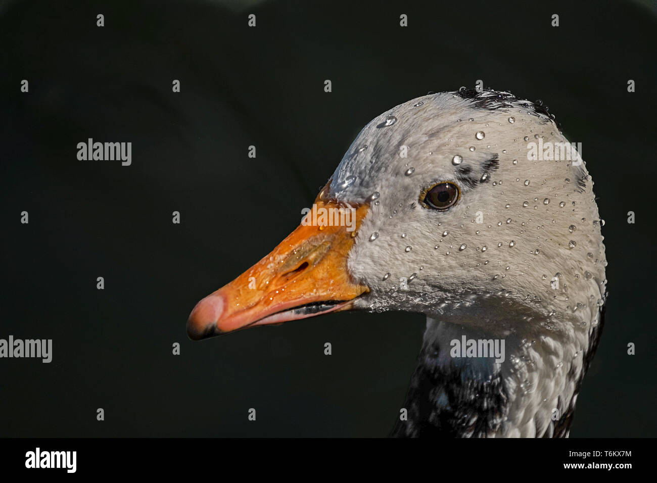 Domestic goose male female hi-res stock photography and images - Alamy