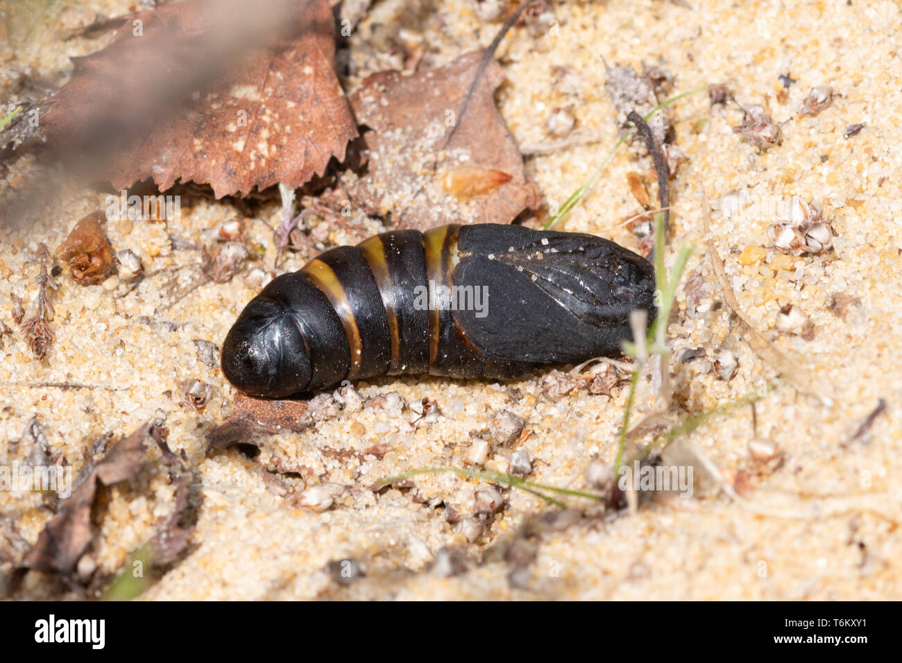 Fox Moth Stock Photos & Fox Moth Stock Images - Alamy