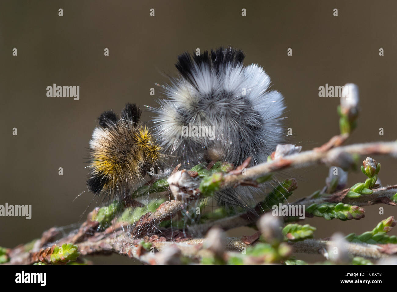 Pale tussock moth (Calliteara pudibunda) larva or caterpillar just ...