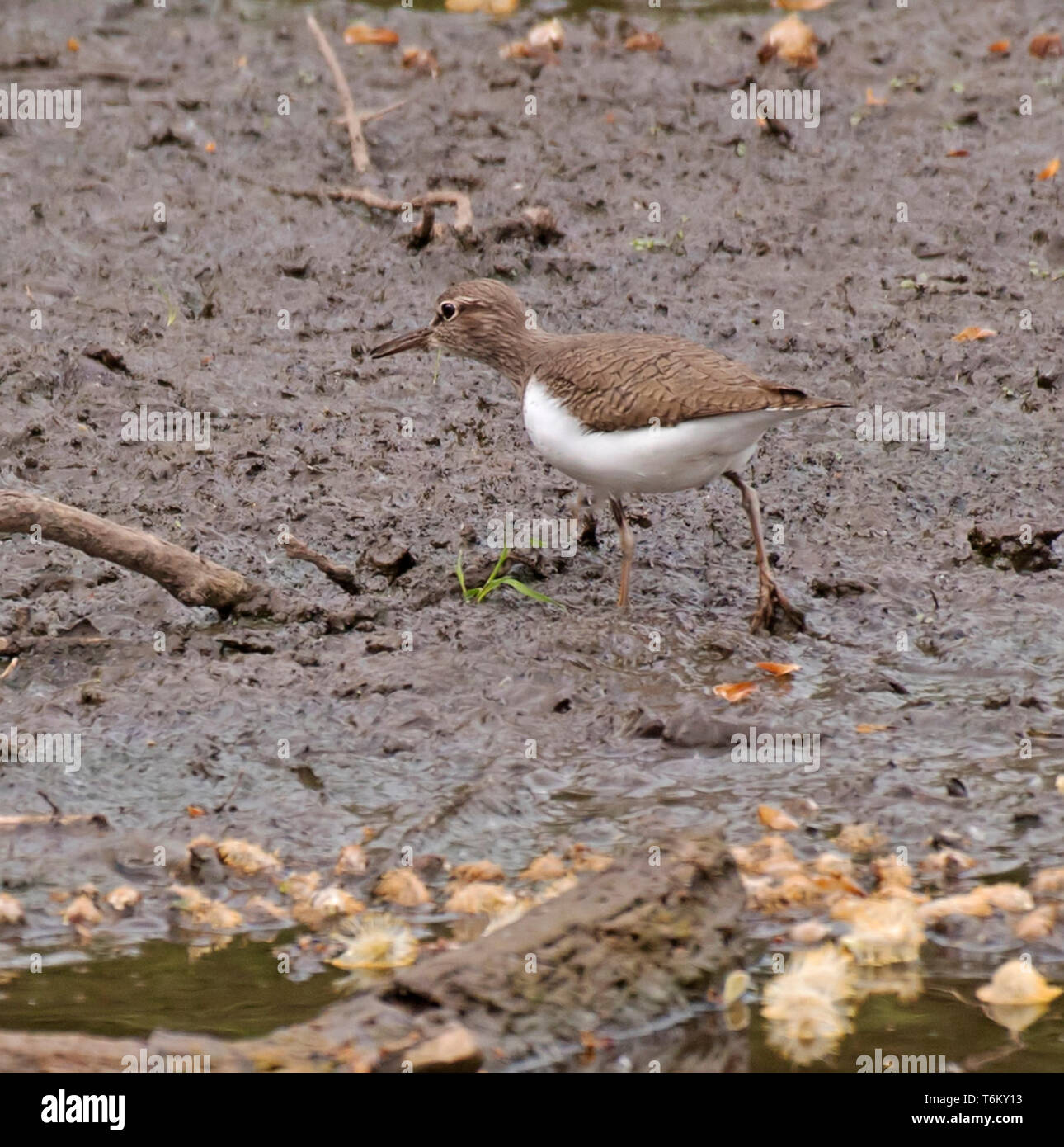 Common sandpiper image hi-res stock photography and images - Alamy