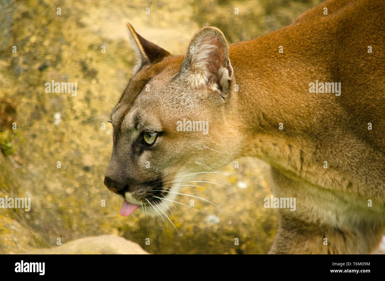 Puma big cat hi-res stock photography and images - Alamy