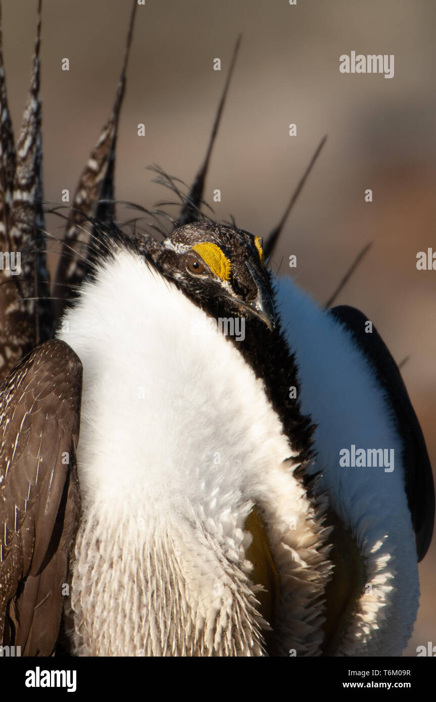Male Sage Grouse performing Courtship display on a breeding ground ...