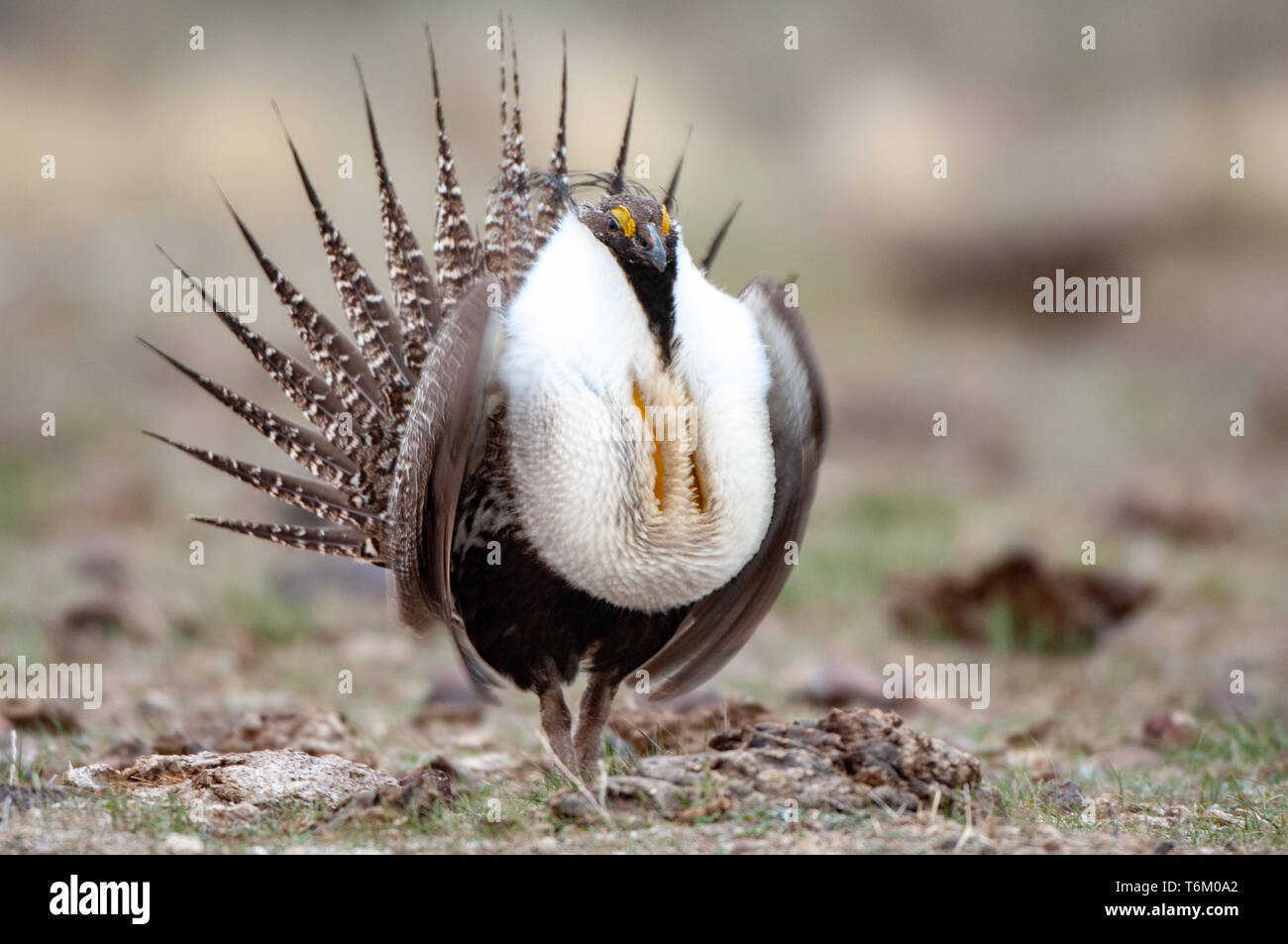 Male Sage Grouse performing Courtship display on a breeding ground ...